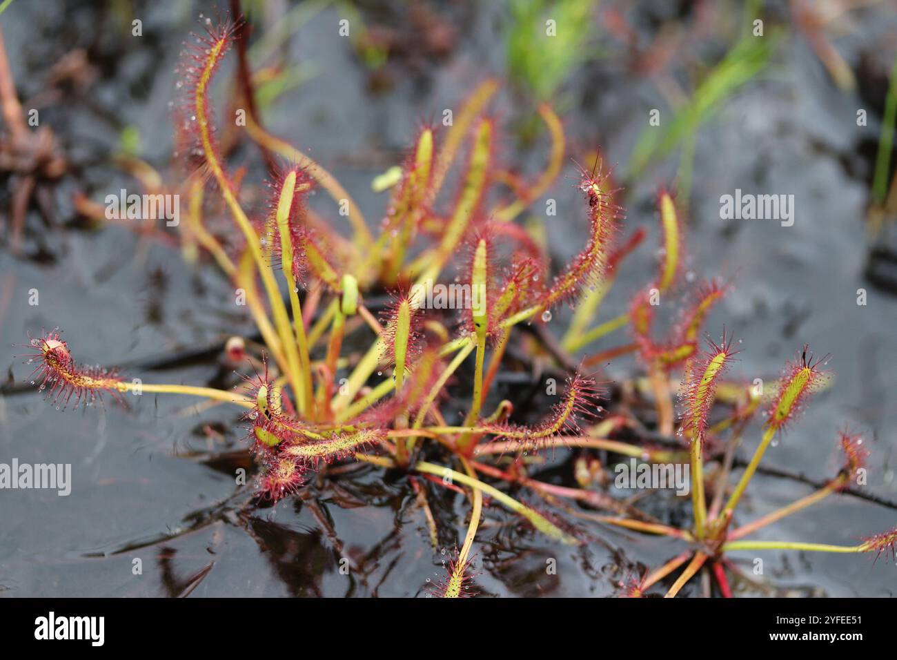 Cape Sundew (Drosera capensis Stock Photo - Alamy
