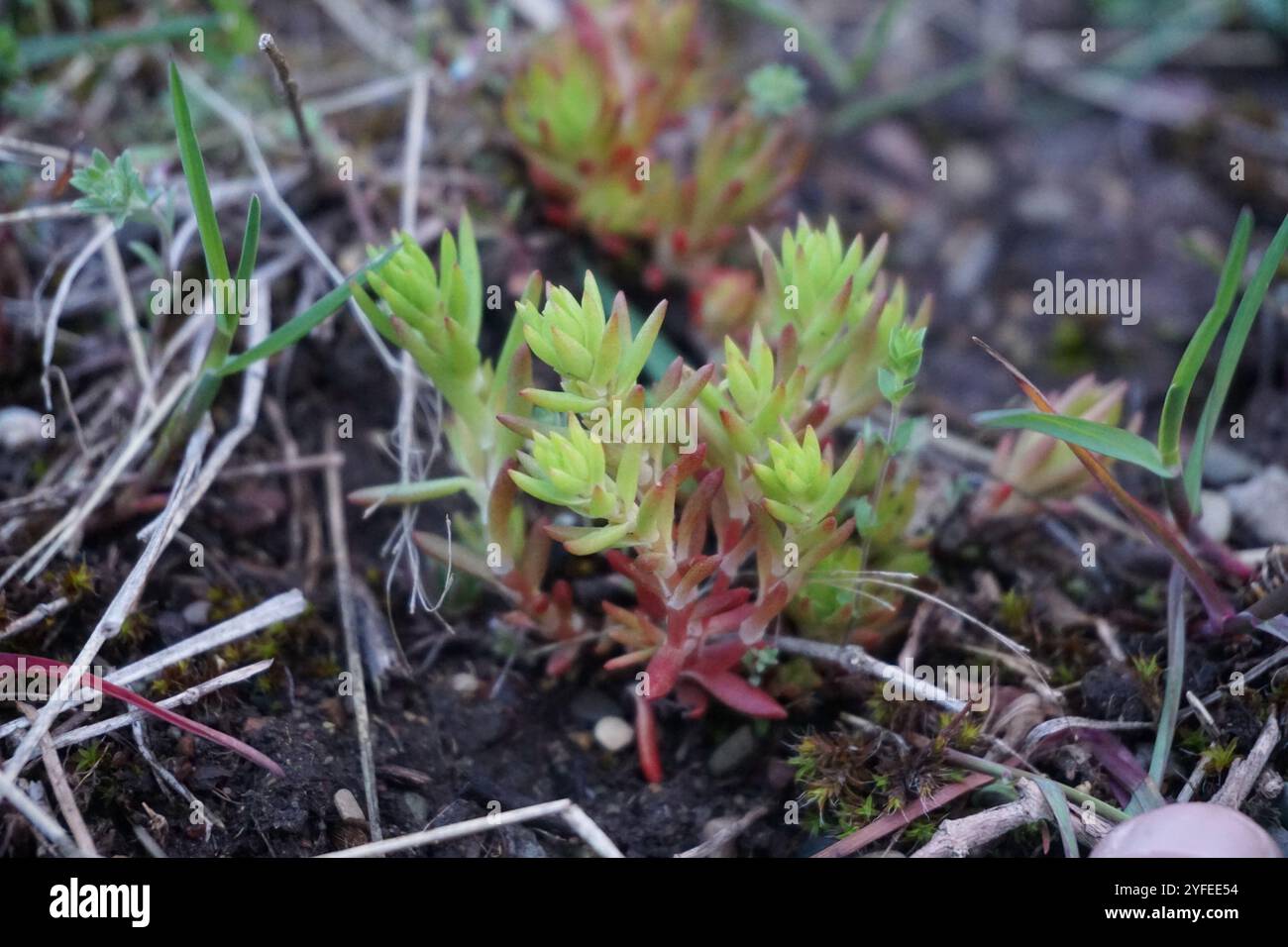 Wormleaf Stonecrop (Sedum stenopetalum Stock Photo - Alamy