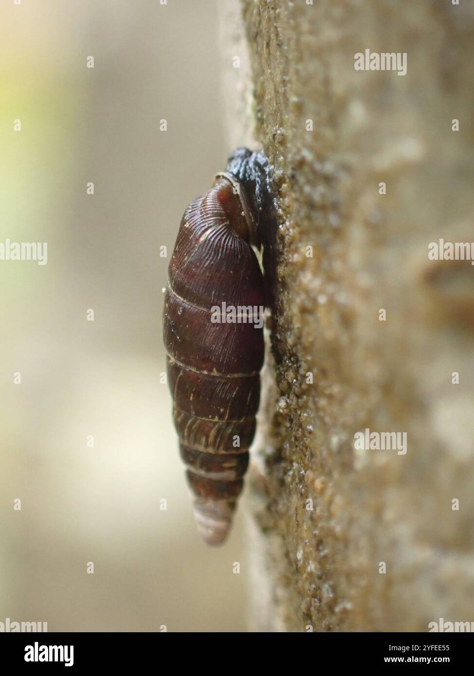 Common Door-snail (Clausilia bidentata Stock Photo - Alamy