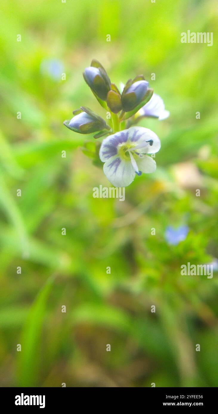 thyme-leaved speedwell (Veronica serpyllifolia Stock Photo - Alamy