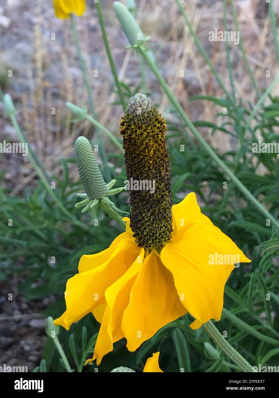 upright prairie coneflower (Ratibida columnifera Stock Photo - Alamy