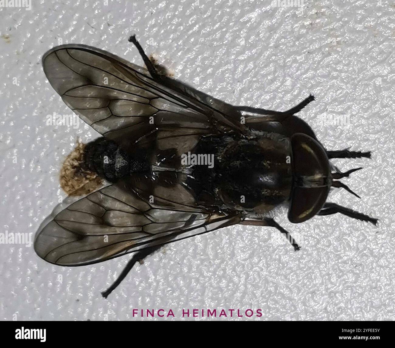 Horse and Deer Flies (Tabanidae Stock Photo - Alamy