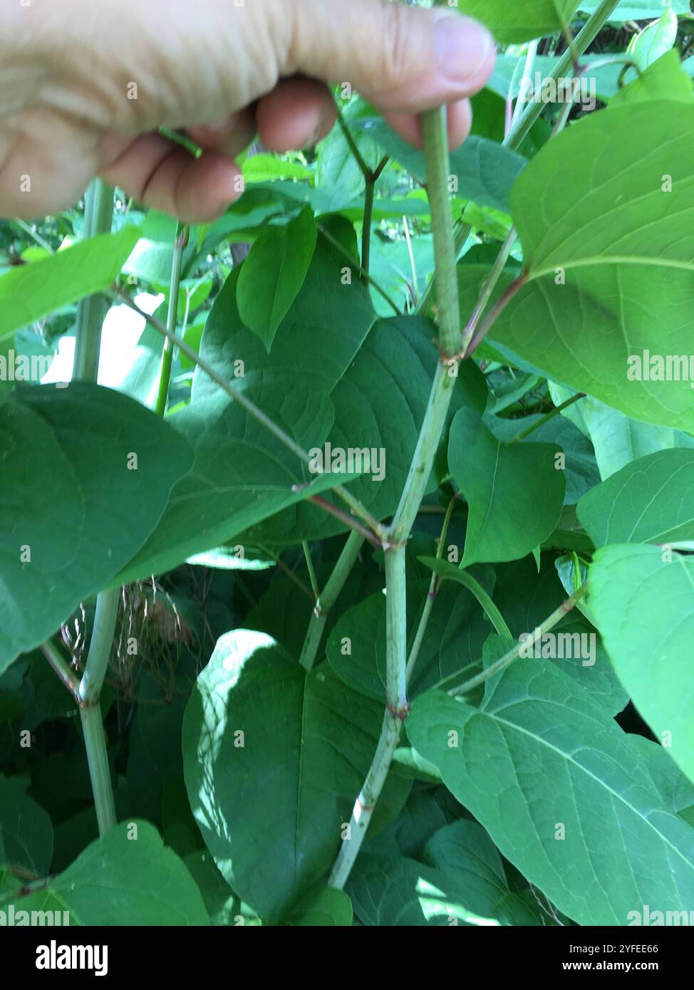 Japanese knotweed (Reynoutria japonica Stock Photo - Alamy