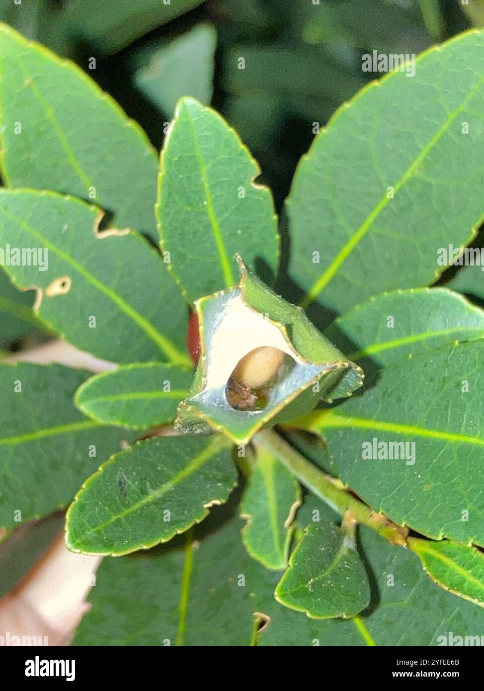 Entelegyne Spiders (Entelegynae Stock Photo - Alamy