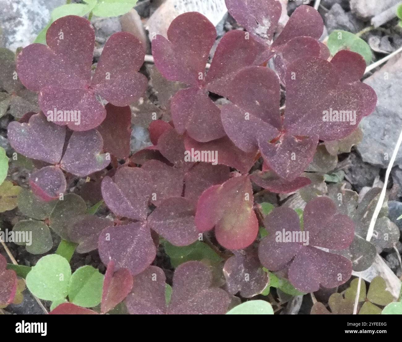 (Oxalis stricta rufa Stock Photo - Alamy