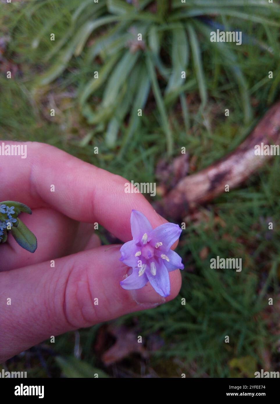 Hybrid bluebell (Hyacinthoides × massartiana Stock Photo - Alamy