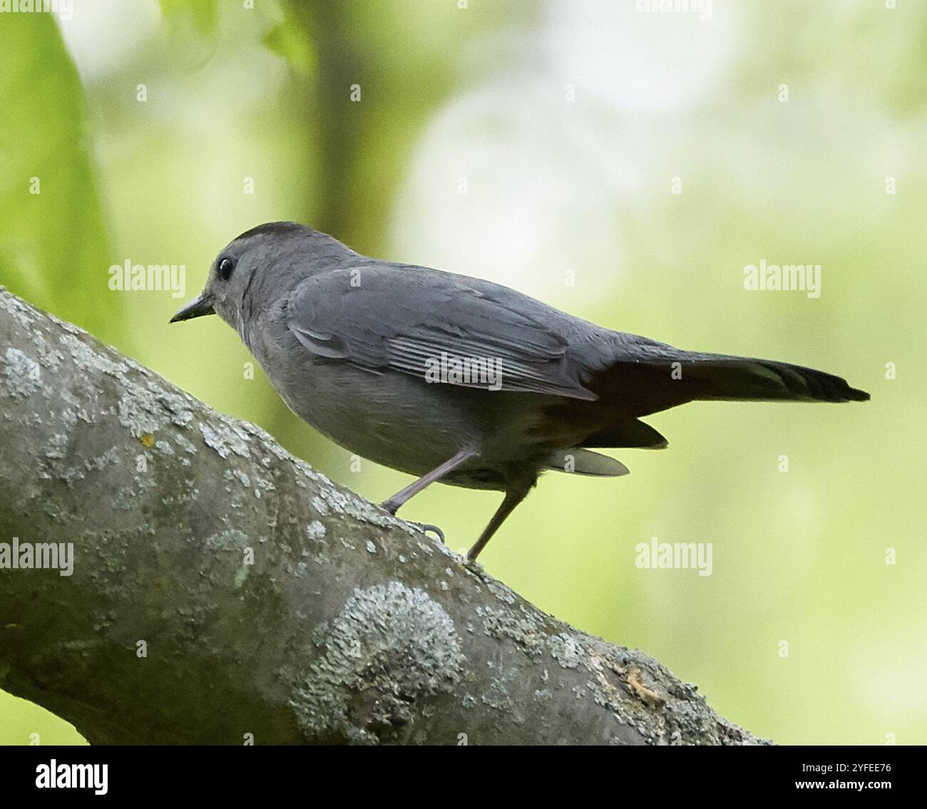 Gray Catbird (Dumetella carolinensis Stock Photo - Alamy