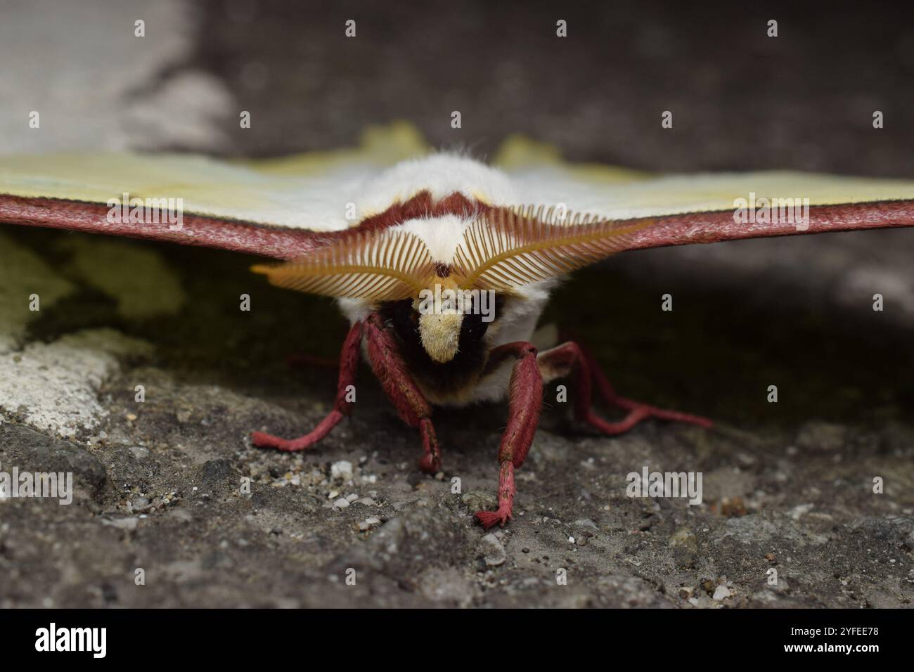 (Actias aliena aliena Stock Photo - Alamy