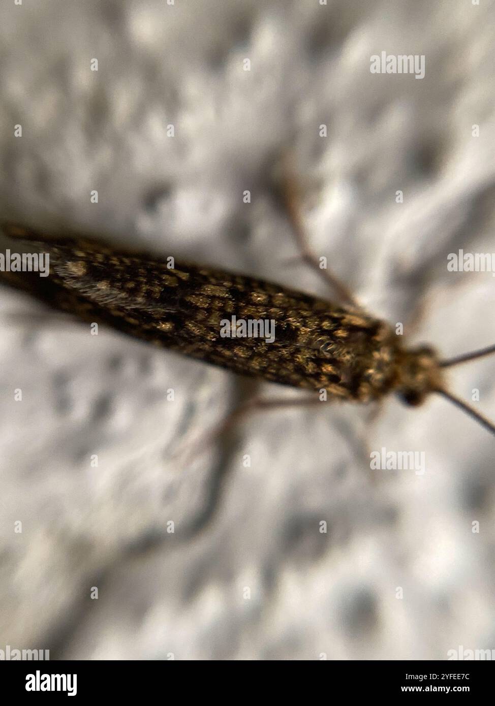 Tube Maker Caddisflies (Polycentropodidae Stock Photo - Alamy