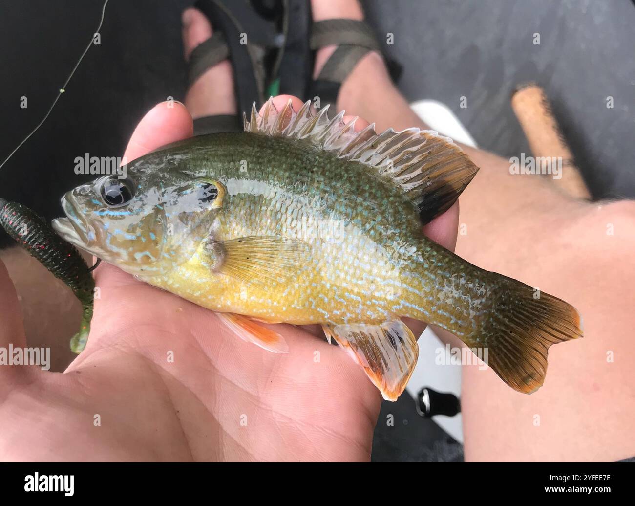 Green Sunfish (Lepomis cyanellus Stock Photo - Alamy