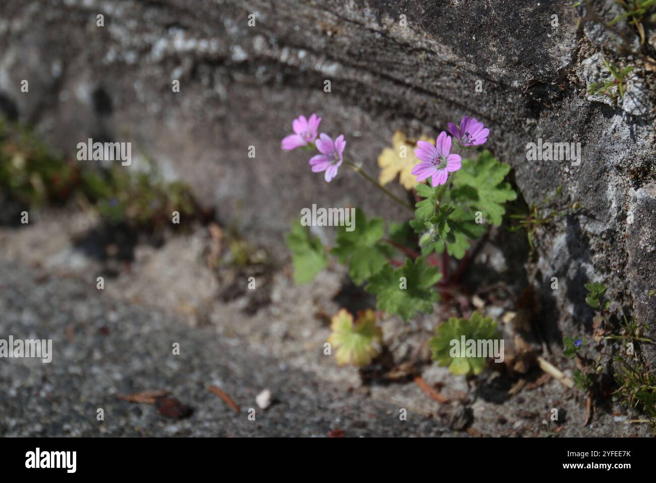 Dove's-foot crane's-bill (Geranium molle Stock Photo - Alamy