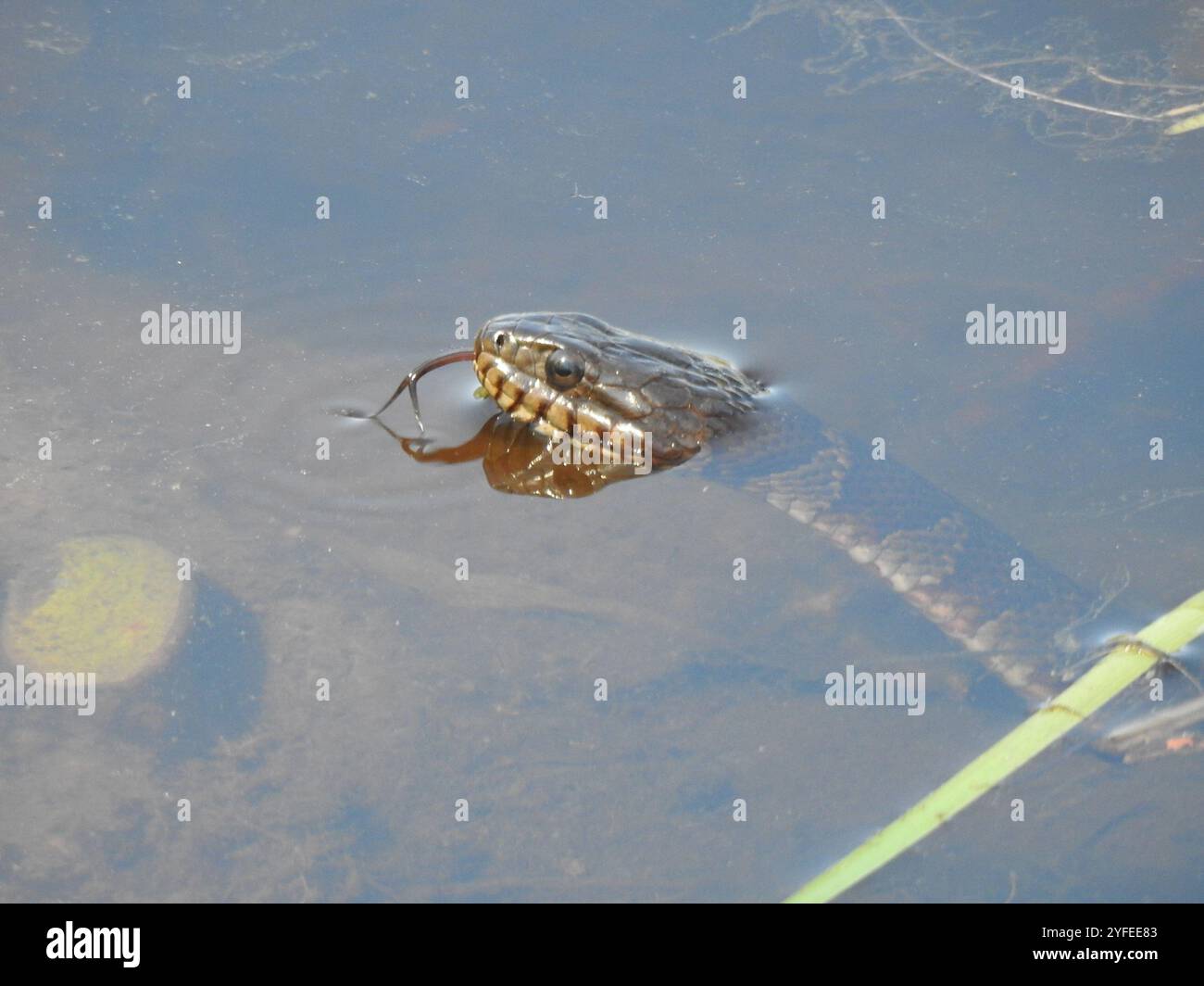 Common Watersnake (Nerodia sipedon Stock Photo - Alamy