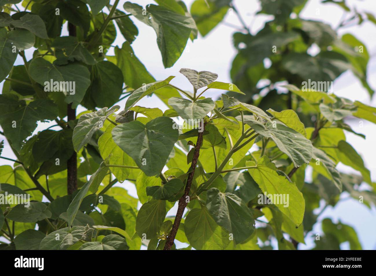 princess tree (Paulownia tomentosa Stock Photo - Alamy
