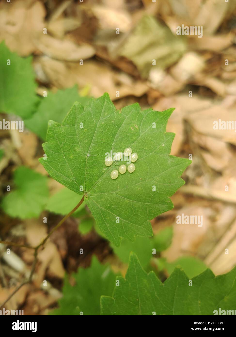 Spine-headed Bugs (Acanthocephala Stock Photo - Alamy