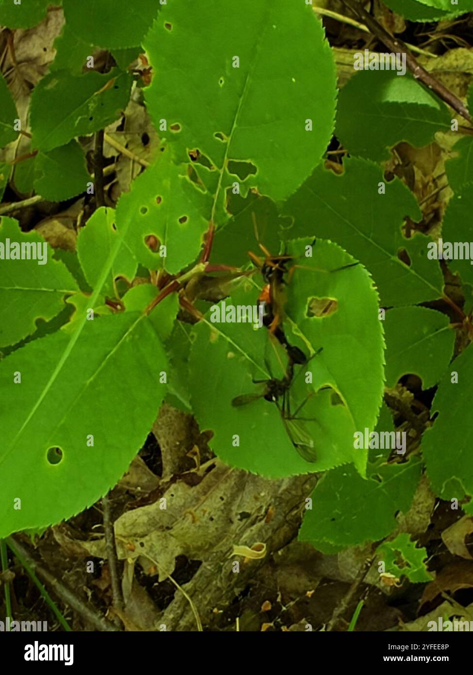 Antlered Crane Fly (Tanyptera dorsalis Stock Photo - Alamy