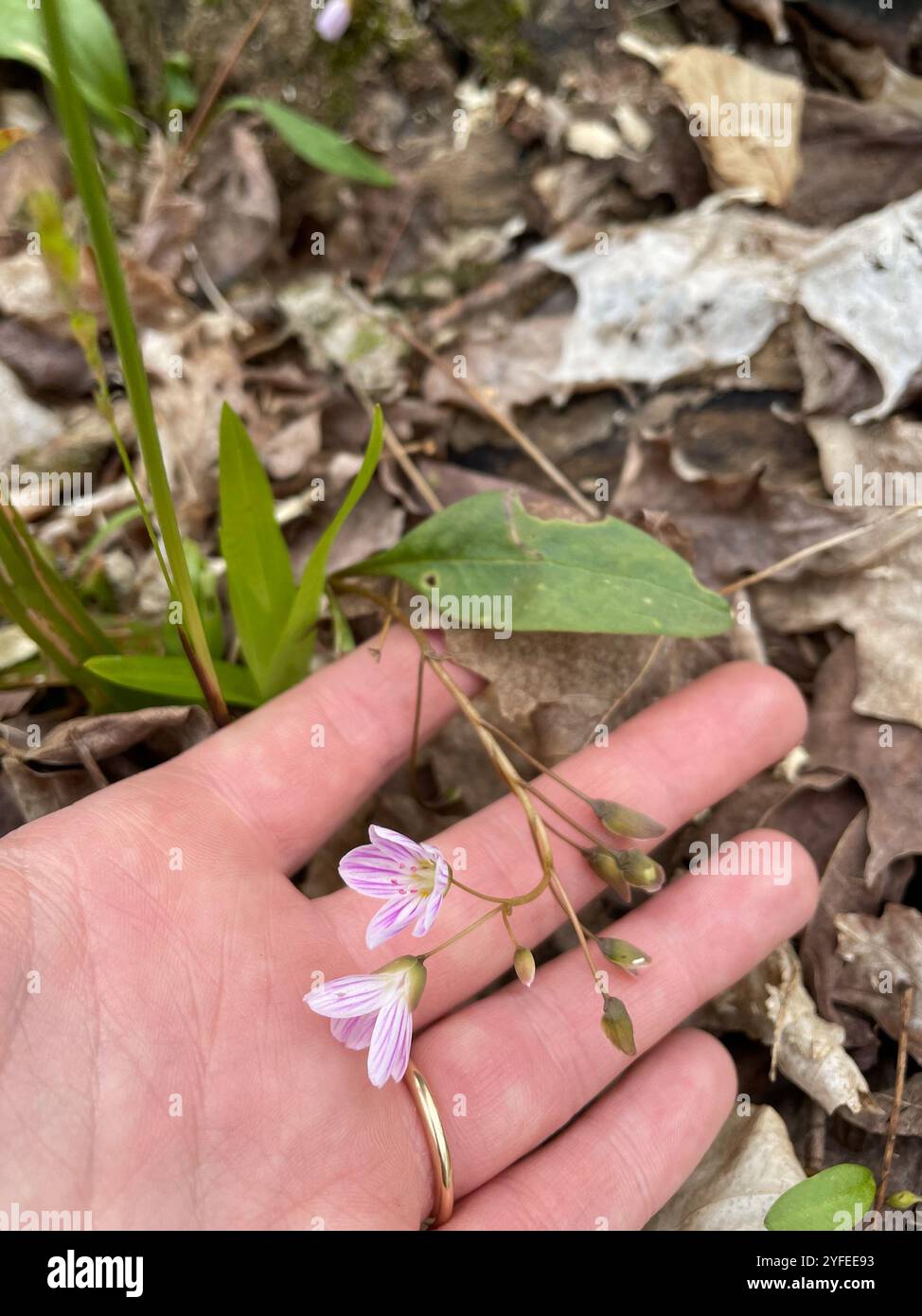 Carolina Springbeauty (Claytonia caroliniana Stock Photo - Alamy