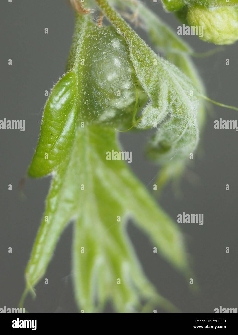 Succulent Oak Gall Wasp (Dryocosmus quercuspalustris Stock Photo - Alamy