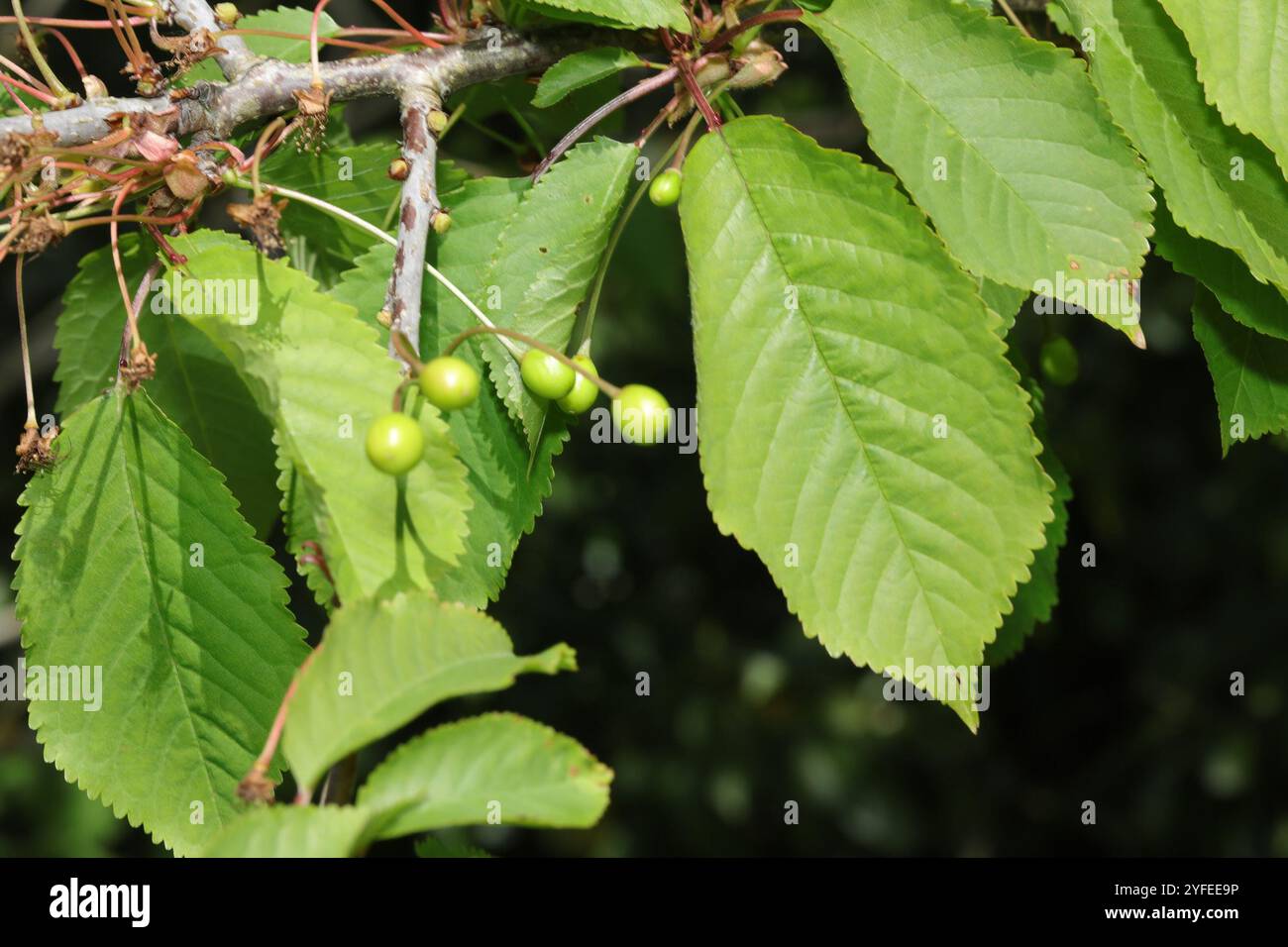 wild cherry (Prunus avium Stock Photo - Alamy