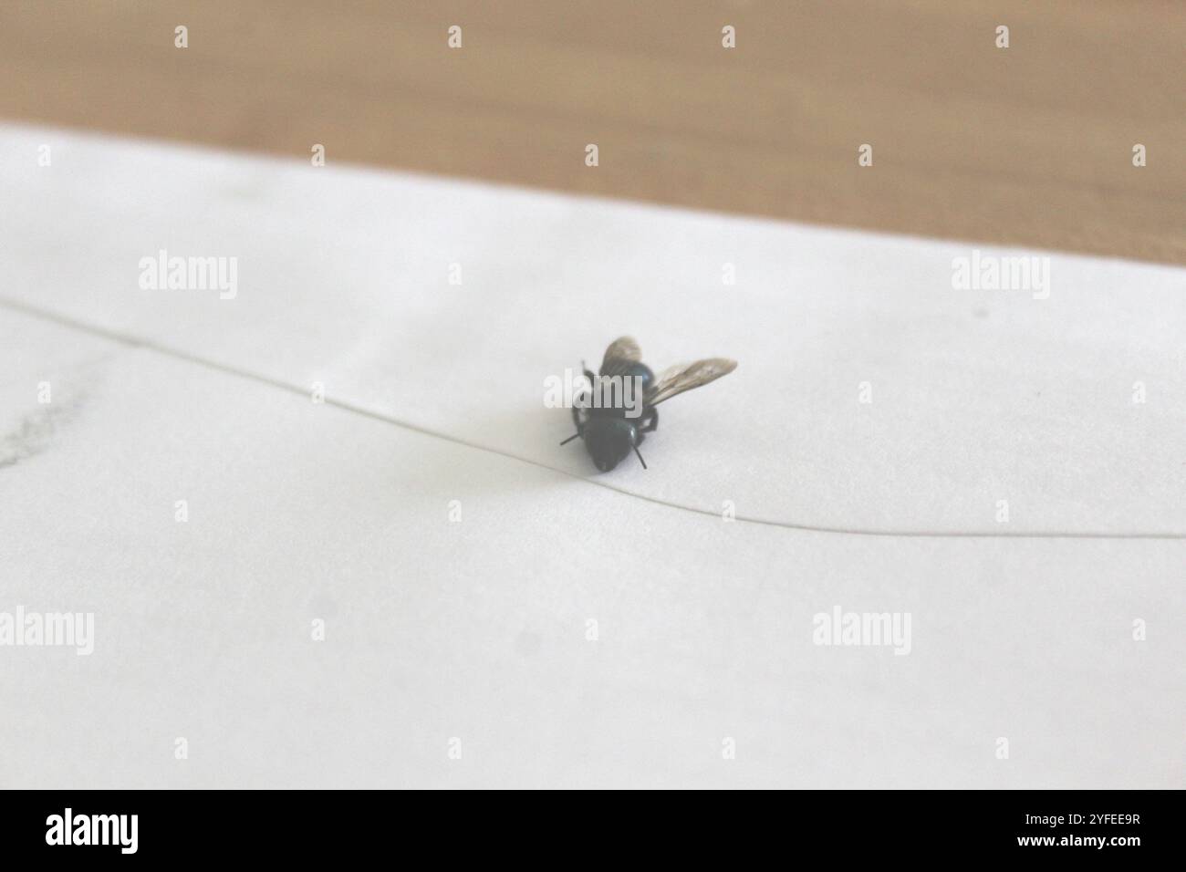 Mason Bees (Osmia Stock Photo - Alamy