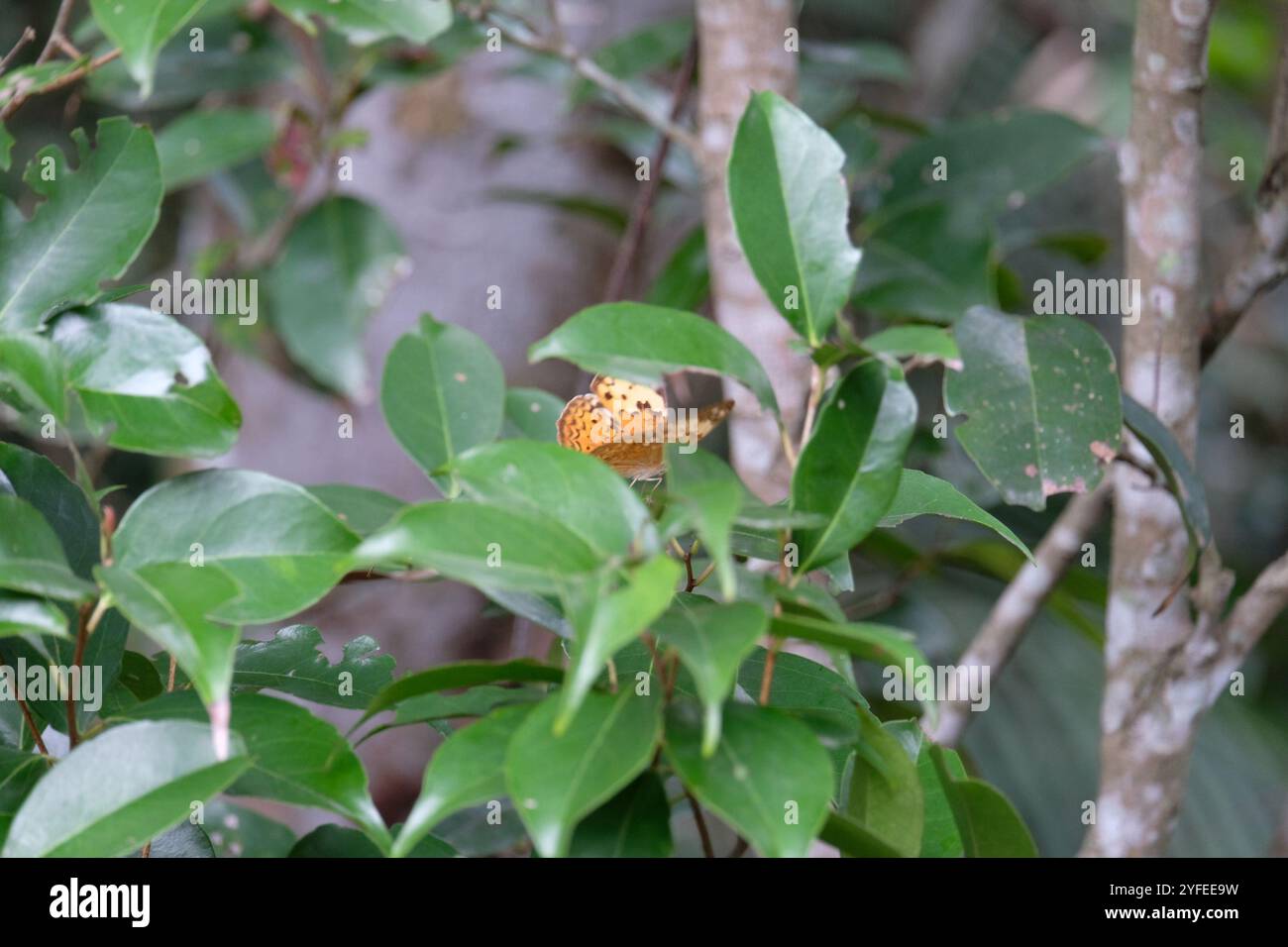 Rustic (Cupha erymanthis Stock Photo - Alamy
