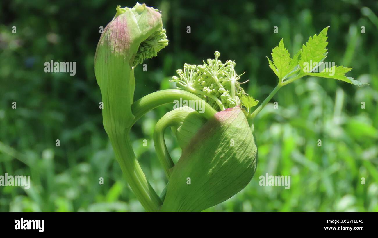 purple-stemmed angelica (Angelica atropurpurea Stock Photo - Alamy