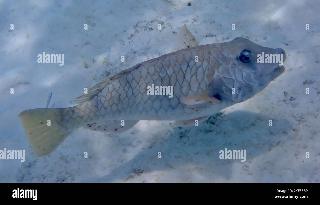 Yellowtail Parrotfish (Sparisoma rubripinne Stock Photo - Alamy