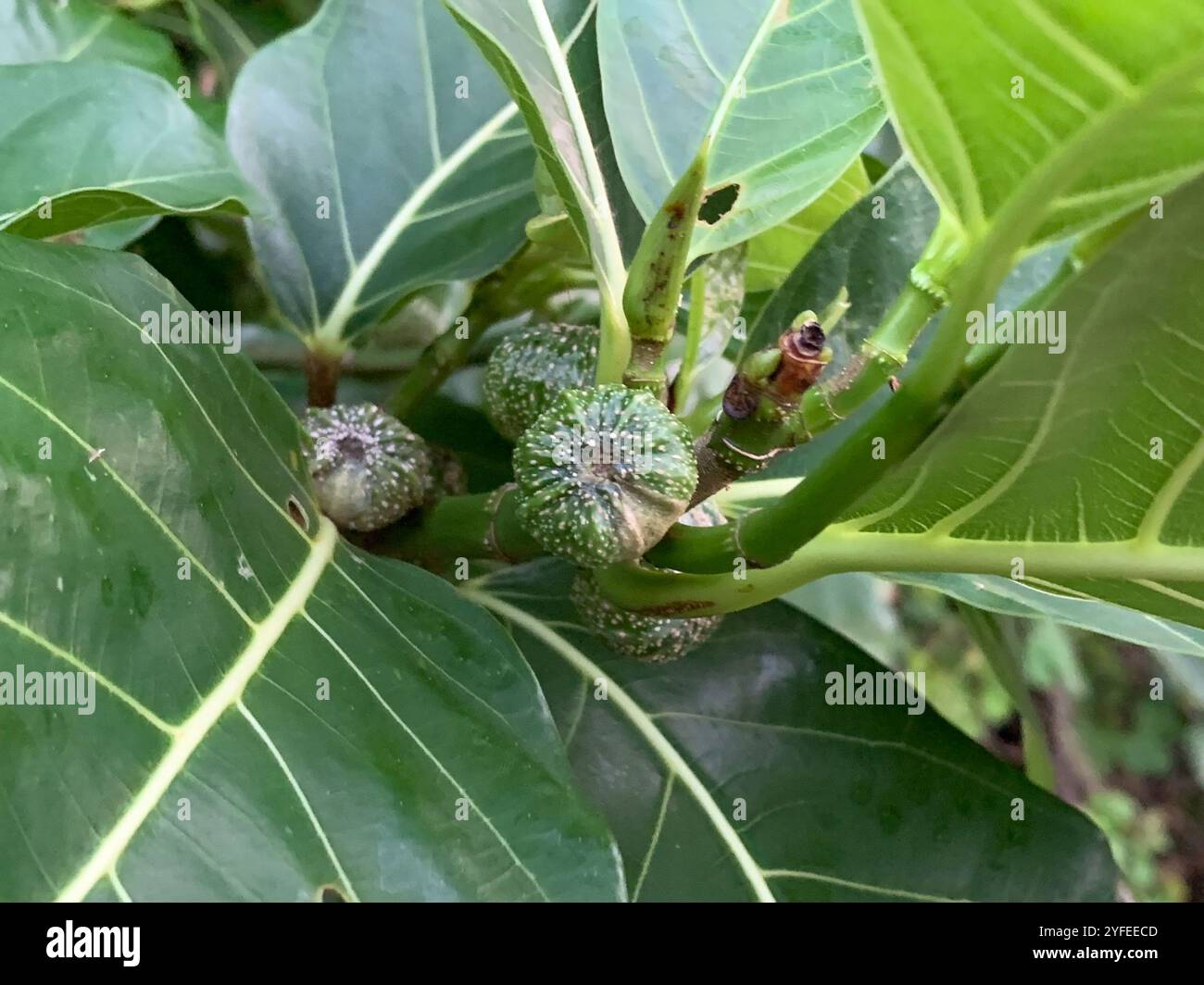 Hauili fig tree (Ficus septica Stock Photo - Alamy