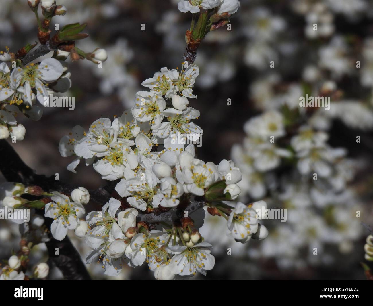 Beach Plum (Prunus maritima Stock Photo - Alamy
