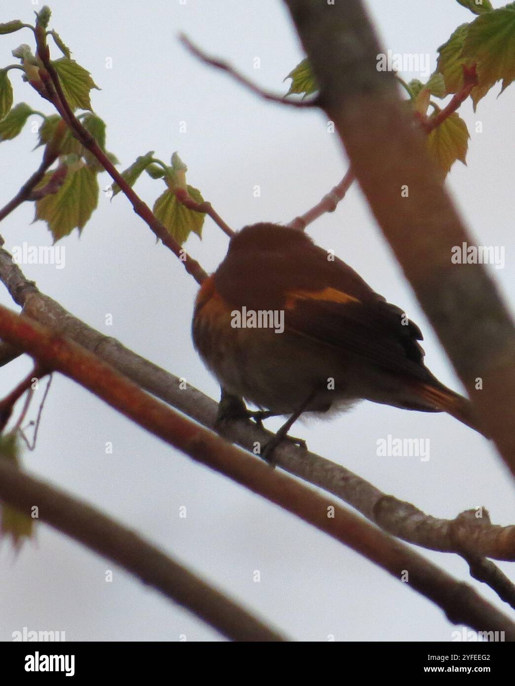 American Redstart (Setophaga ruticilla Stock Photo - Alamy