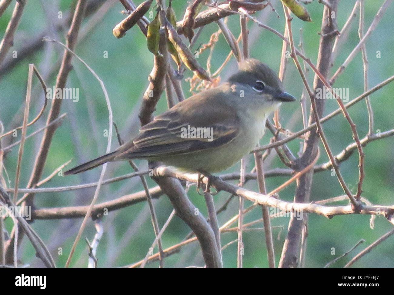 White-winged Becard (Pachyramphus polychopterus Stock Photo - Alamy