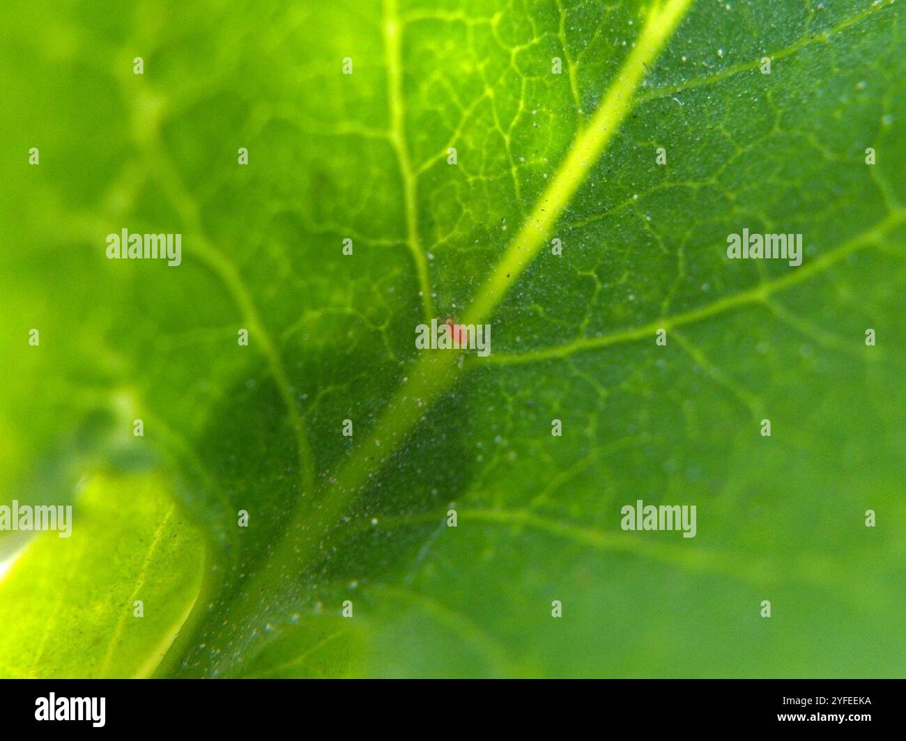 Sidewalk Mites (Balaustium Stock Photo - Alamy