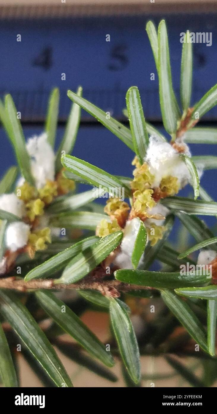 Hemlock Woolly Adelgid (Adelges tsugae Stock Photo - Alamy