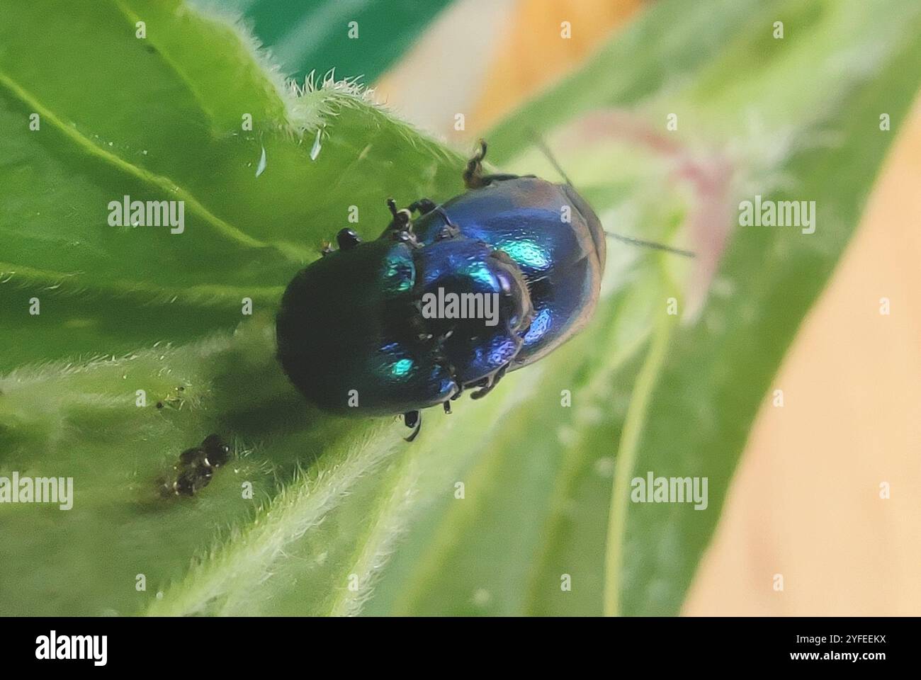 Mint beetle (Chrysolina coerulans Stock Photo - Alamy