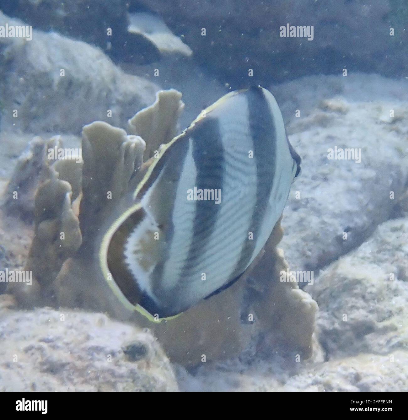 Banded Butterflyfish (Chaetodon striatus Stock Photo - Alamy