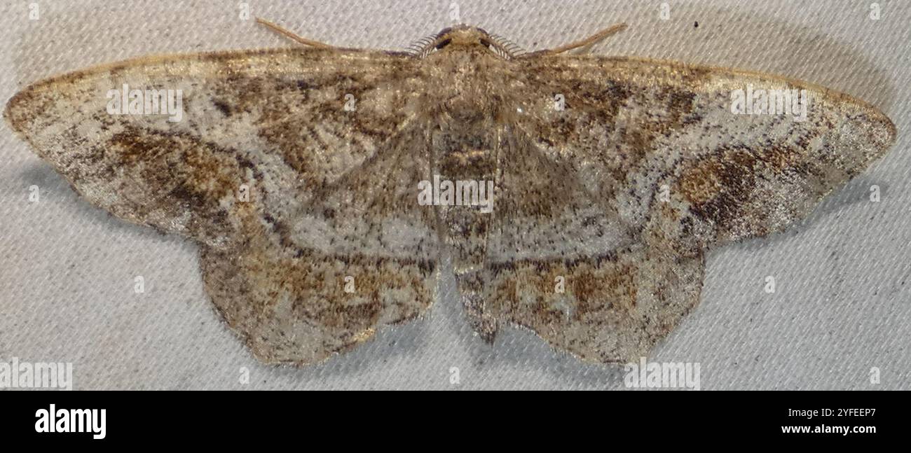 Unipunctata hi-res stock photography and images - Alamy