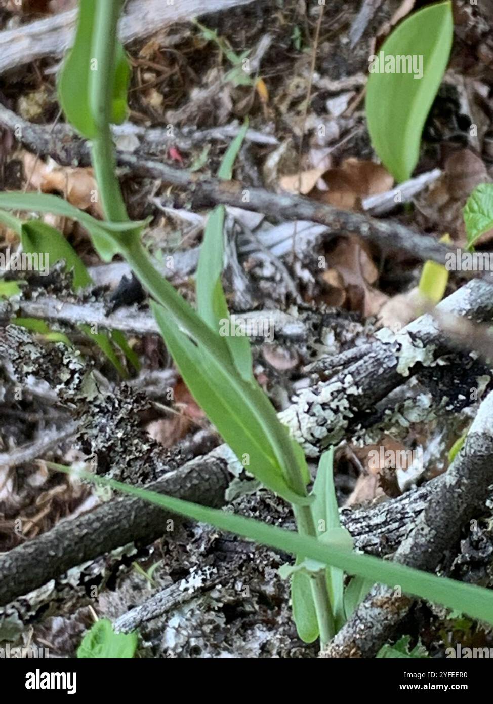 Tower Mustard (Turritis glabra Stock Photo - Alamy