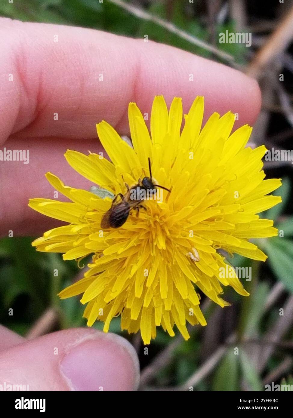 Mining Bees (Andrena Stock Photo - Alamy