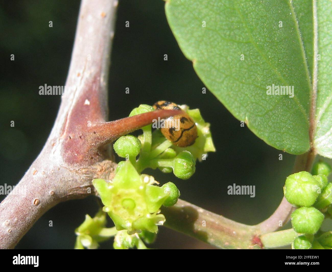 buffalo-thorn (Ziziphus mucronata Stock Photo - Alamy