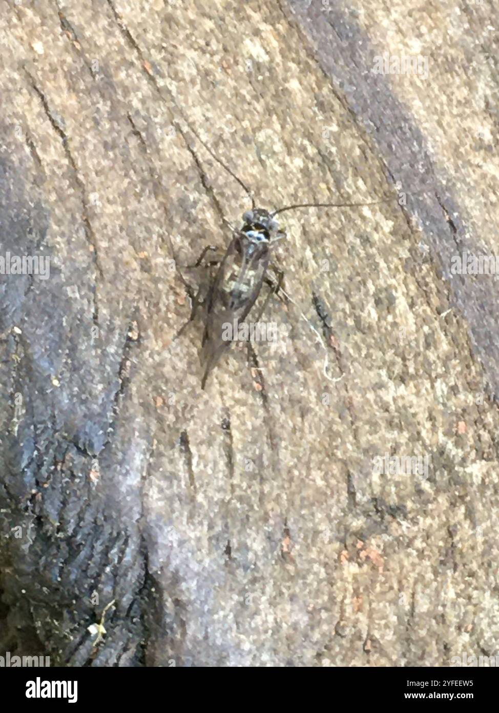 Barklice, Booklice, and Parasitic Lice (Psocodea Stock Photo - Alamy