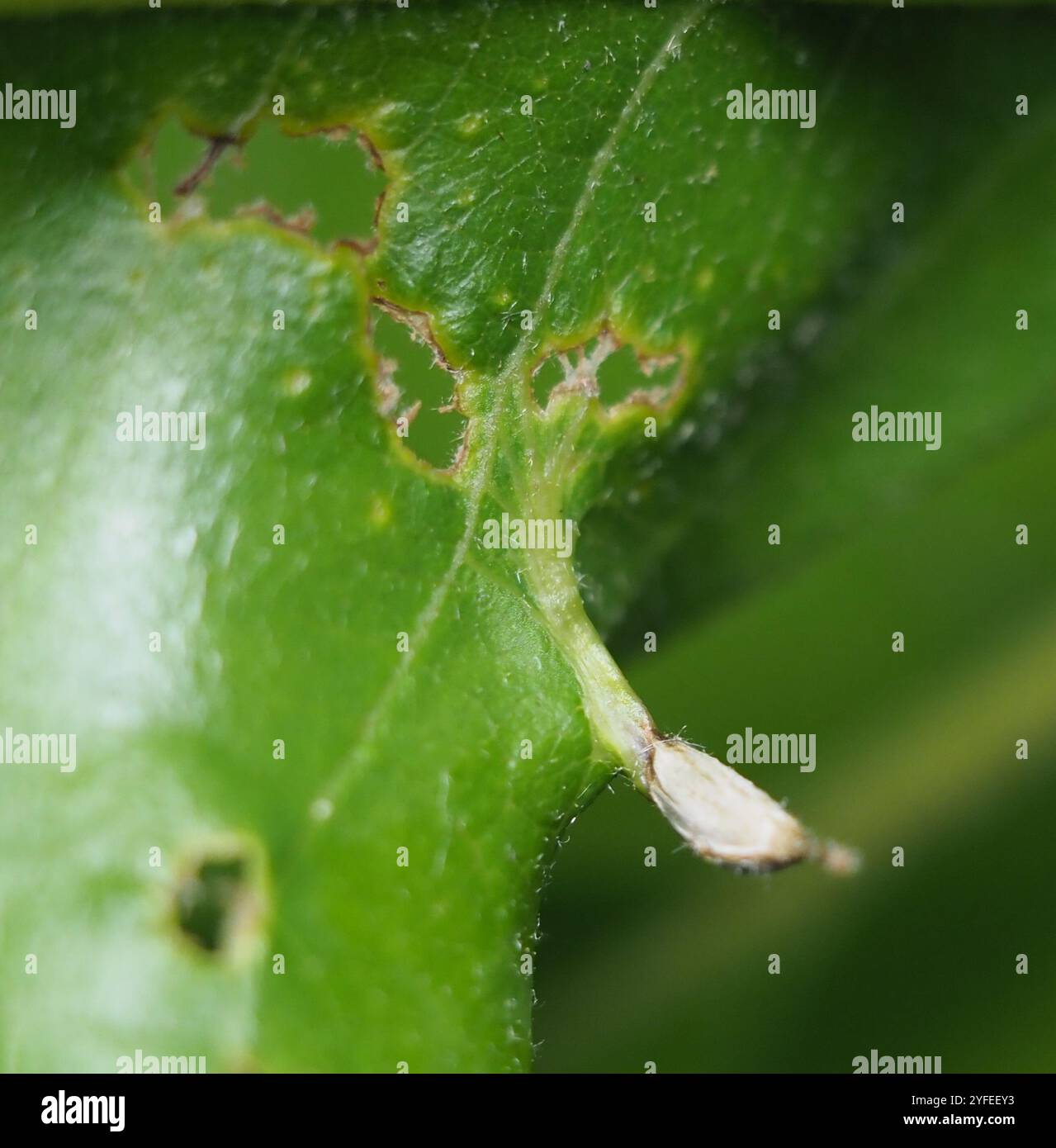 Small Oak Spindle Gall Wasp (Andricus chinquapin Stock Photo - Alamy