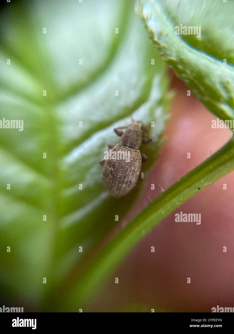Strawberry Root Weevil (Sciaphilus asperatus Stock Photo - Alamy