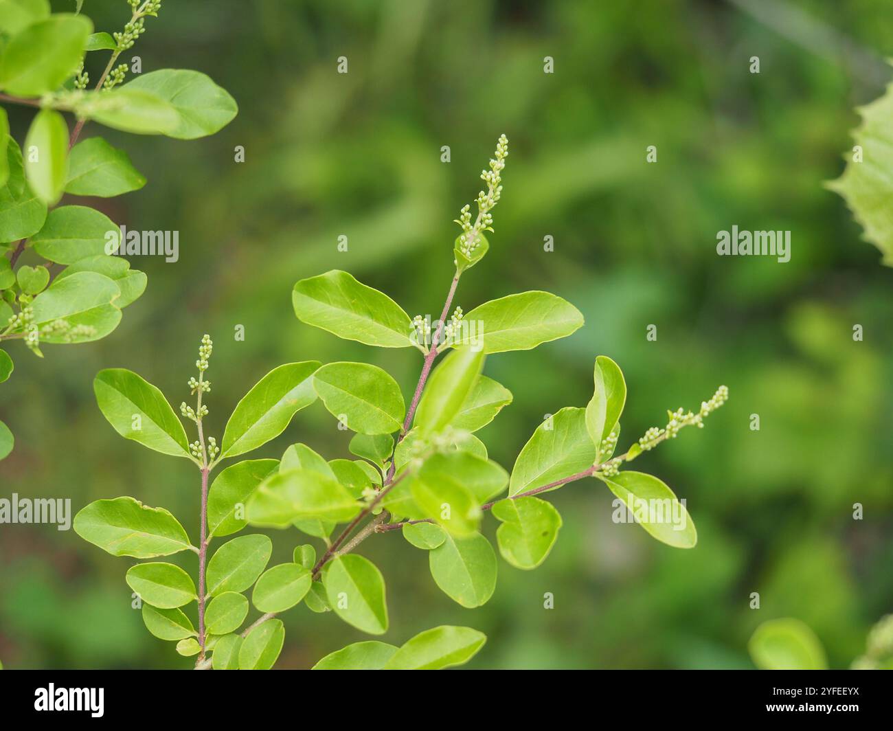 Chinese privet (Ligustrum sinense Stock Photo - Alamy