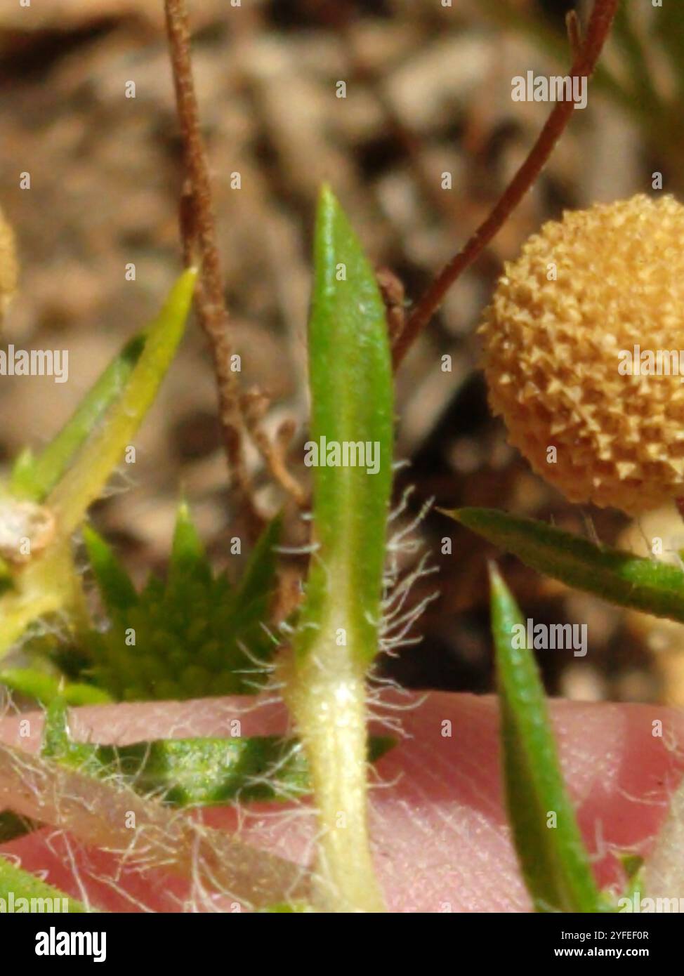 smooth tarplant (Centromadia pungens laevis Stock Photo - Alamy