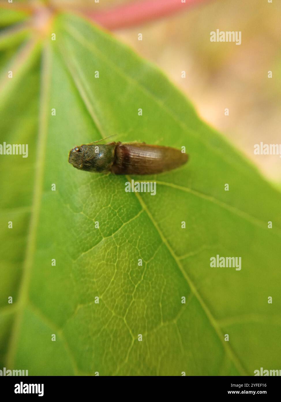 common brown click beetle (Athous haemorrhoidalis Stock Photo - Alamy