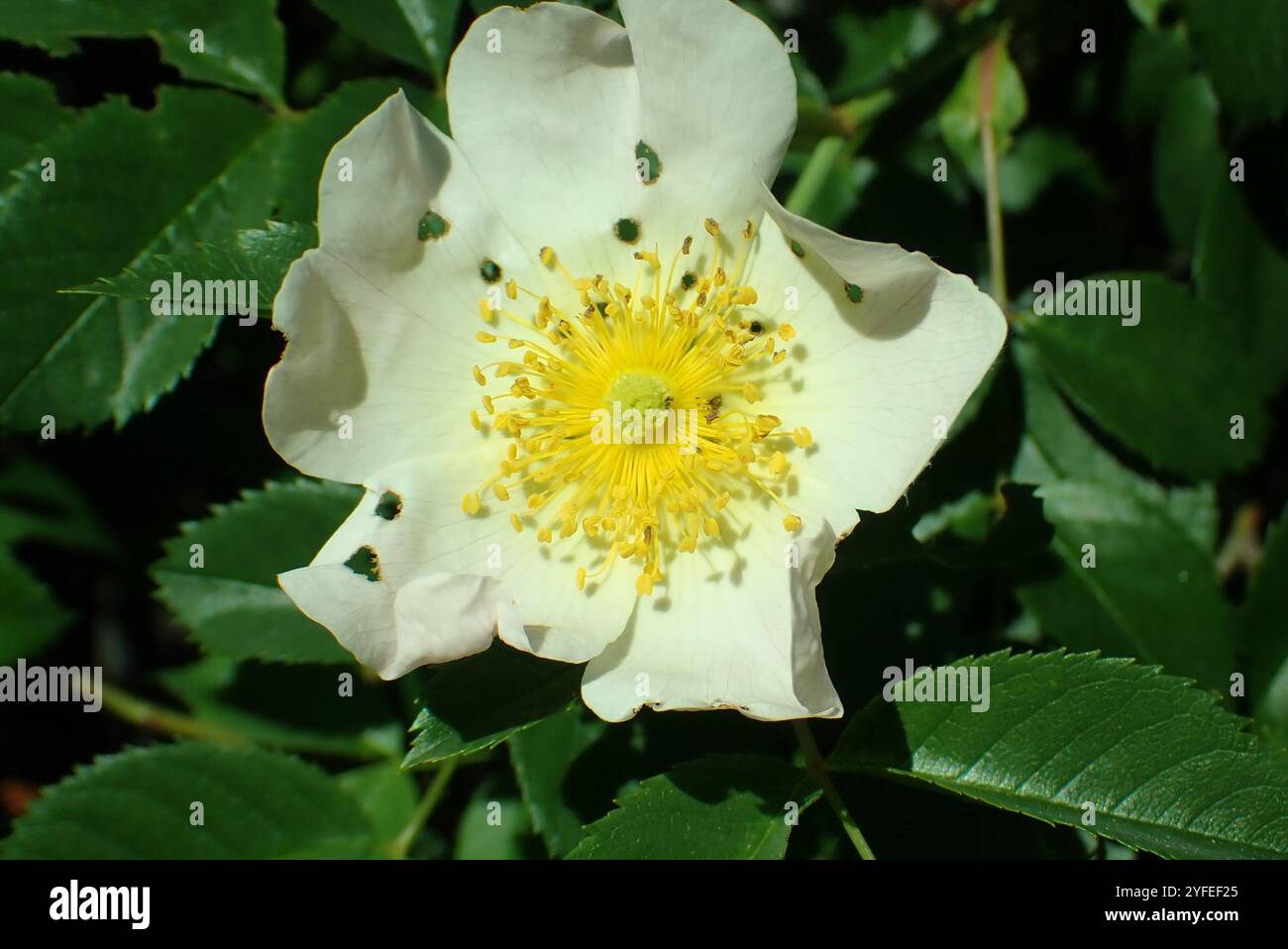 California Wild Rose (Rosa californica Stock Photo - Alamy