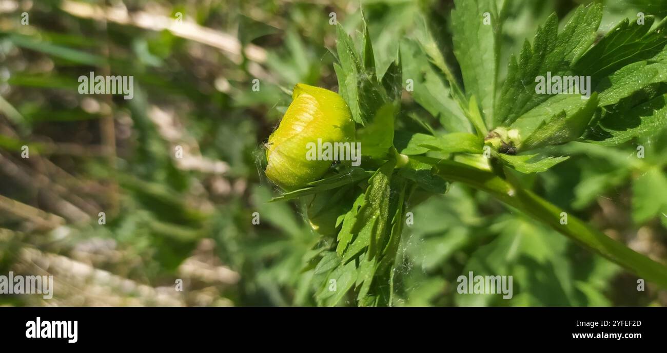 European Globeflower (Trollius europaeus Stock Photo - Alamy