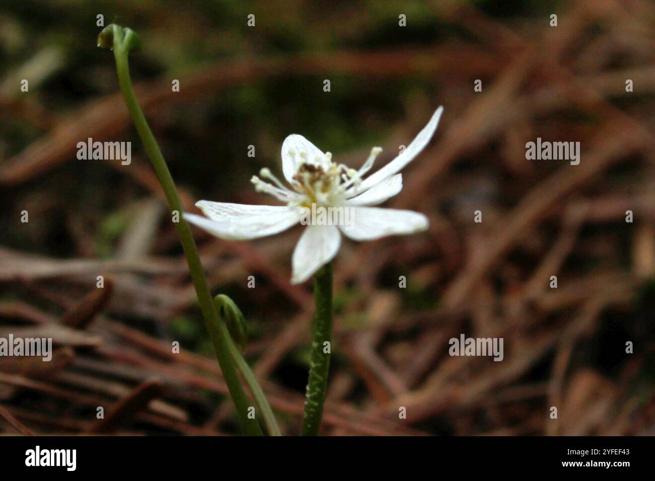 threeleaf goldthread (Coptis trifolia Stock Photo - Alamy
