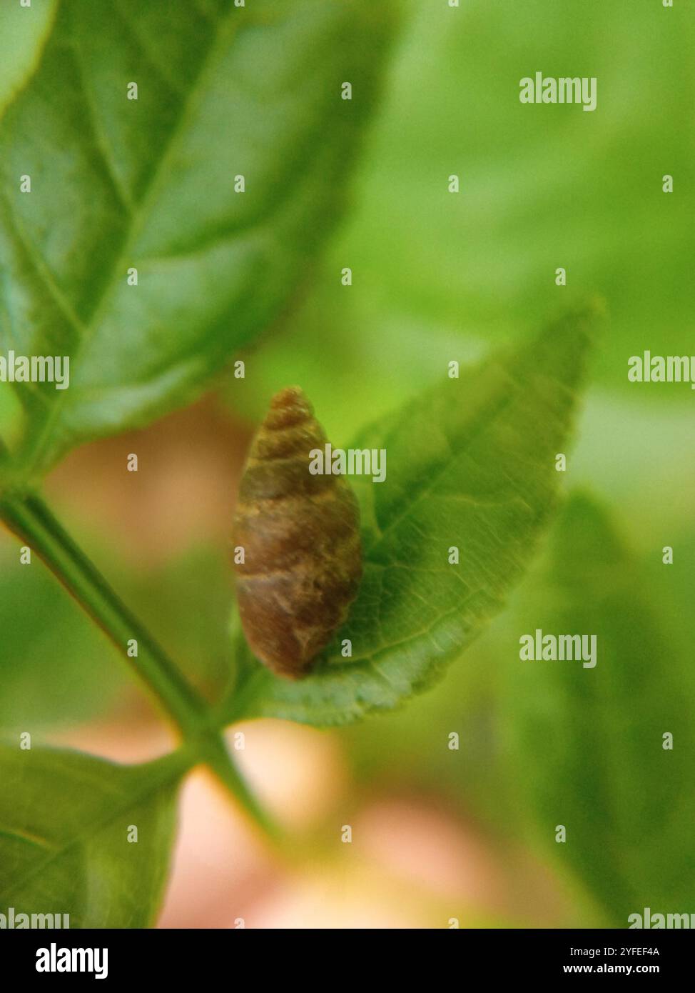 Lesser Bulin (Merdigera obscura Stock Photo - Alamy