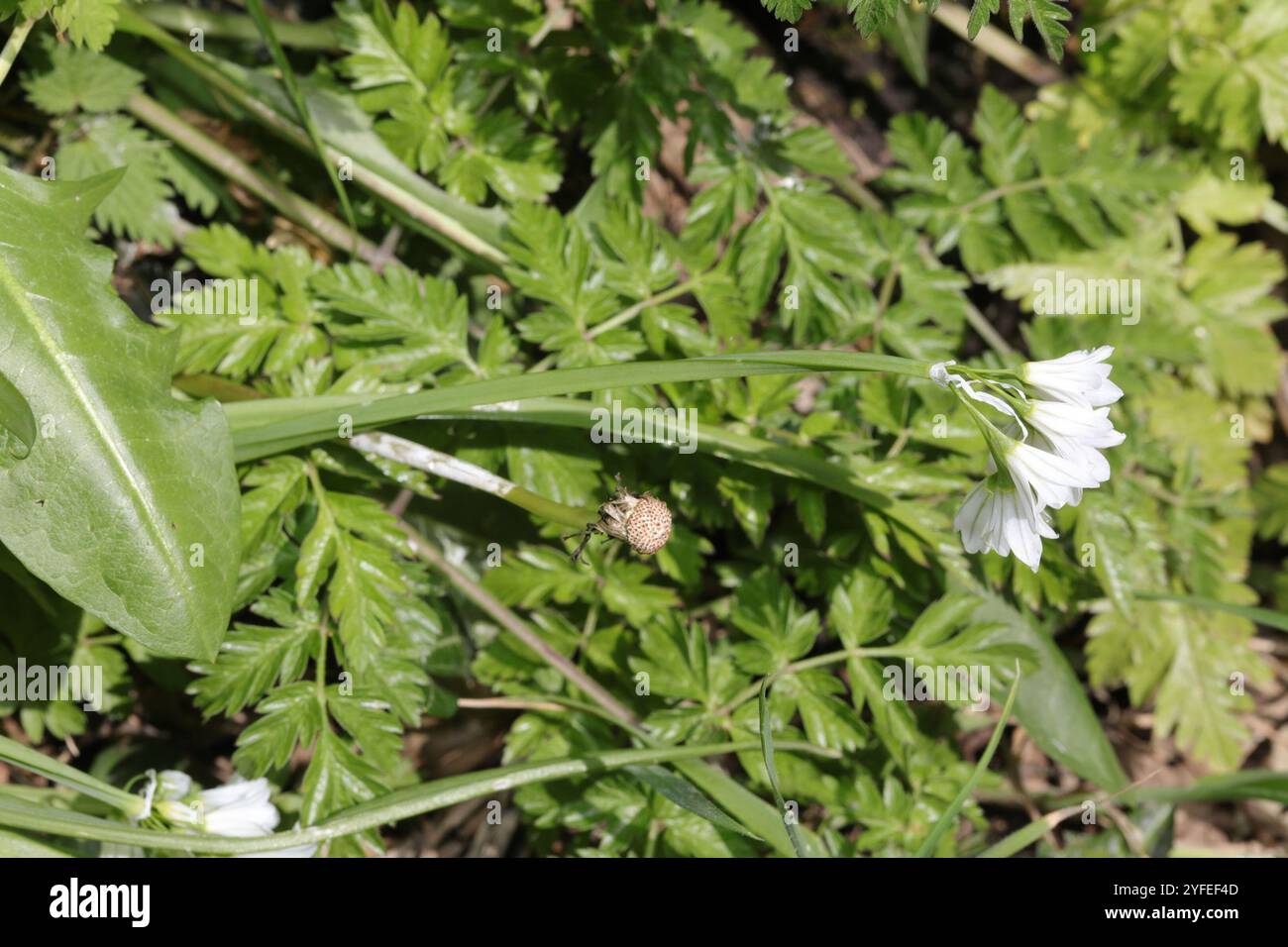 Three-cornered garlic (Allium triquetrum Stock Photo - Alamy
