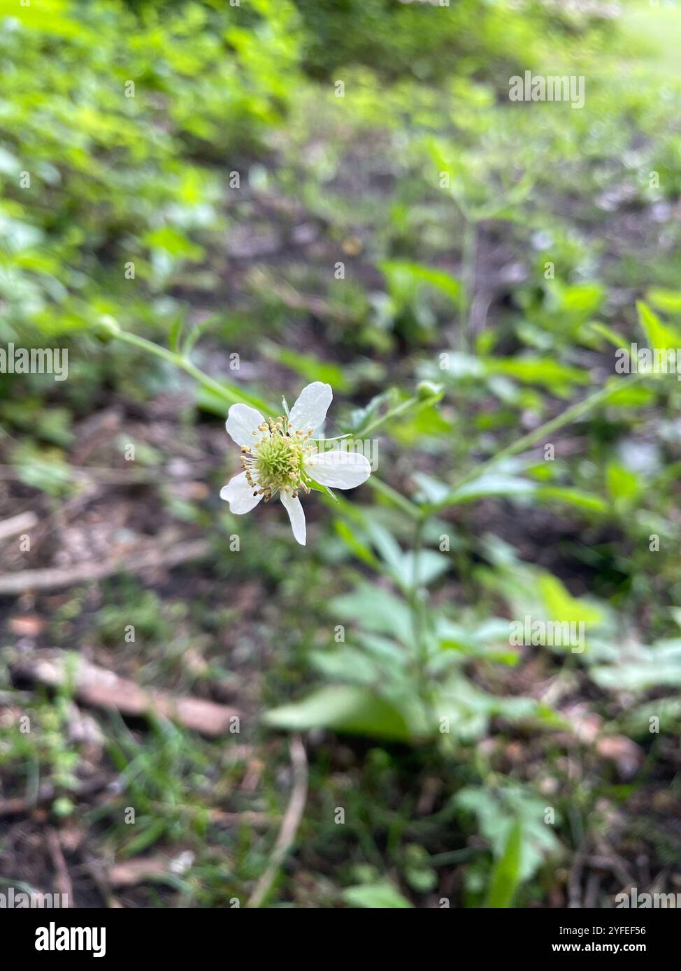 white avens (Geum canadense Stock Photo - Alamy